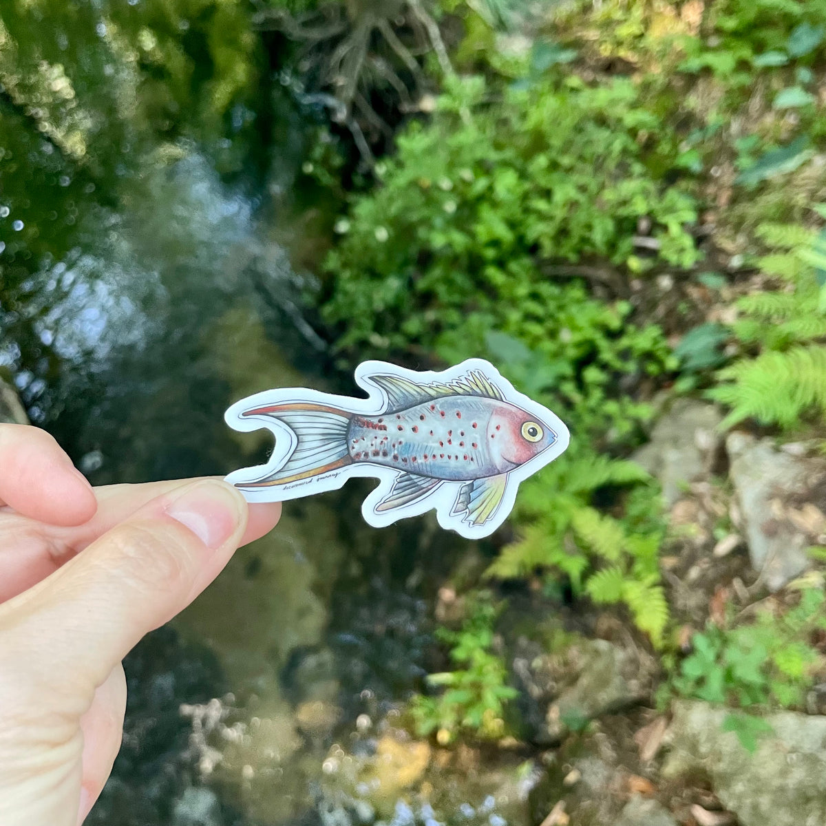 Fish - Vinyl Sticker – Documented Journey